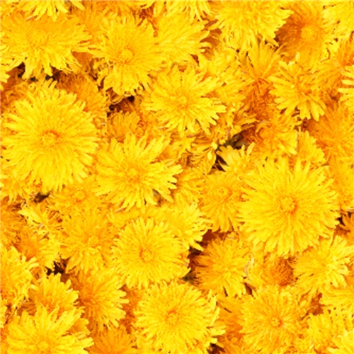 Maskros - Tyger - Symaskinsexperten